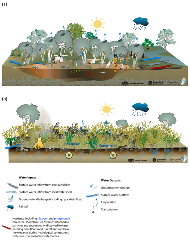 Conceptual models of coastal and subcoastal swamps in the wet season ...